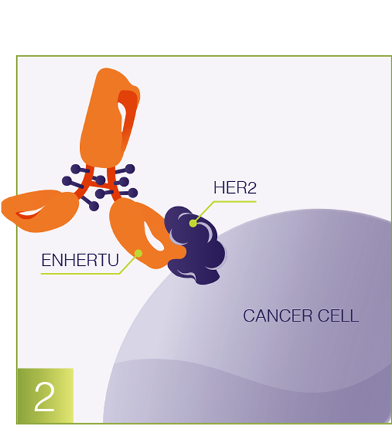 About ENHERTU | ENHERTU® (fam-trastuzumab deruxtecan-nxki) | Advanced Stomach Cancer