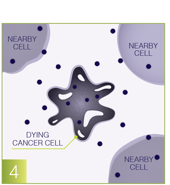 About ENHERTU | ENHERTU® (fam-trastuzumab deruxtecan-nxki) | Advanced Stomach Cancer