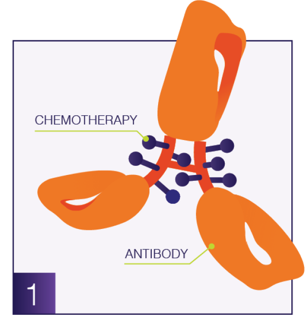 ENHERTU® (fam-trastuzumab deruxtecan-nxki) | About ENHERTU